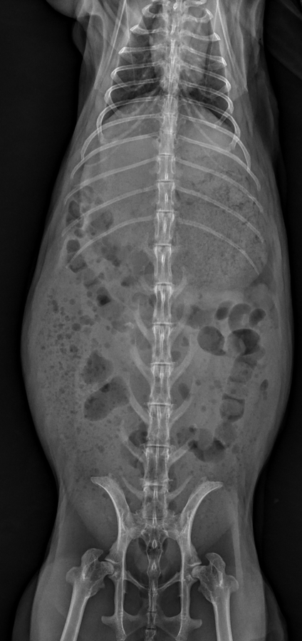 5-year-old female spayed rabbit – American College of Veterinary Radiology